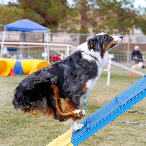 AKC Resources - Lynda Tjarks Agility Production